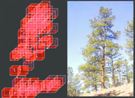 Voxel Representation Of An Individual Ponderosa Pine Tree From Lidar Download Scientific Diagram Voxel Representation Of An Individual Ponderosa Pine Tree From Lidar Download Scientific Diagram