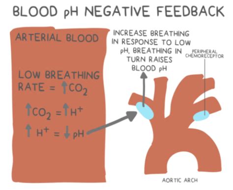 Biol 1120 Chapter 22 Respiratory System Flashcards Quizlet