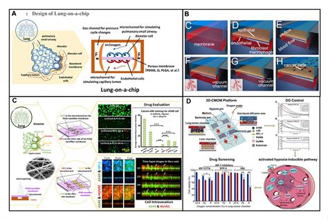 Figure 1 From Advanced Lung Organoids And Lung On A Chip For Cancer