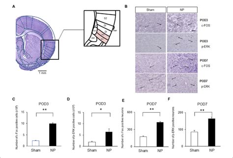 C Fos And Phospho P Extracellular Signal Regulated Kinase Erk