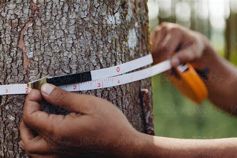 The Width Of A Tree Trunk Being Measured Del Colaborador De Stocksy Adrian Seah Stocksy