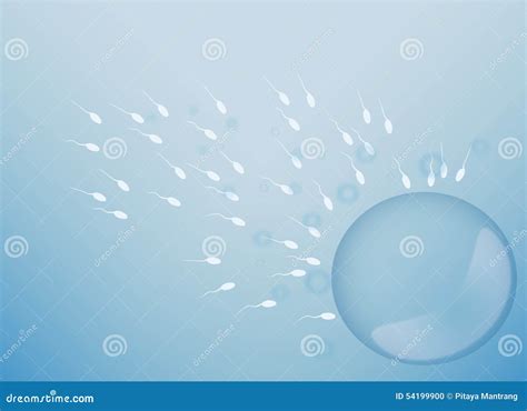 Human Fertilization Process Of Sperm And Egg Cell Diagram Vector