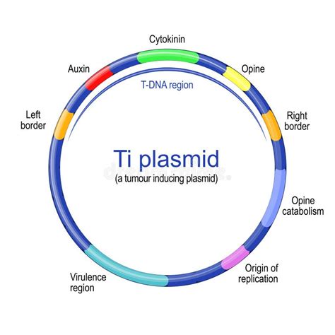 Structure Du Plasmide Ti Plasmide Inducteur De Tumeurs Illustration De
