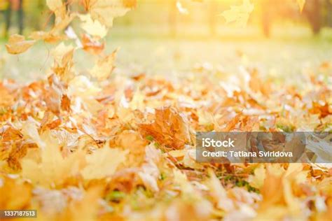 공원에서 아름다운 가을 다채로운 단풍 떨어지는 잎 자연 배경 0명에 대한 스톡 사진 및 기타 이미지 0명 10월 11월 Istock