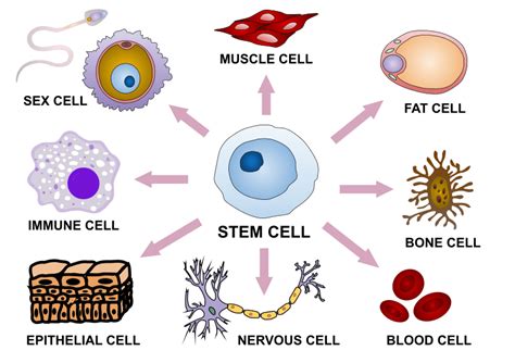 Difference Between Differentiation And Morphogenesis Compare The Difference Between Similar Terms