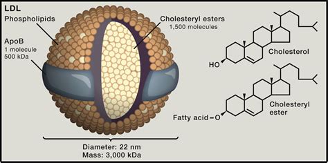 Ldl Cholesterol Molecule
