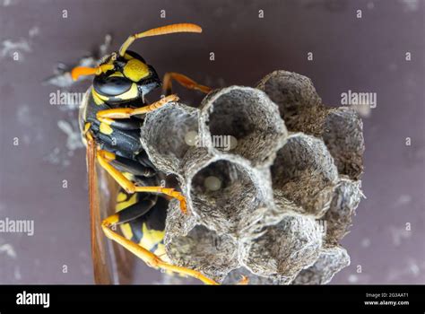 The Wasp Queen Builds A Nest Under The Roof Of The House Stock Photo Alamy