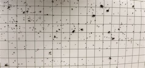 Ai Insect Object Detection Model By Aiinsect