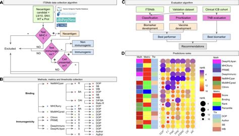 Unraveling Tumor Specific Neoantigen Immunogenicity Prediction A Comprehensive Analysis Pmc