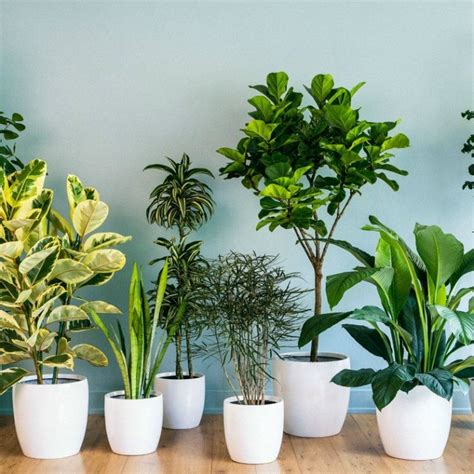 ΦΥΤΑ ΕΣΩΤΕΡΙΚΟΥ ΧΩΡΟΥ Valentine E Shop