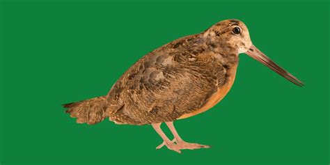 Woodcock Bird Flippednormals