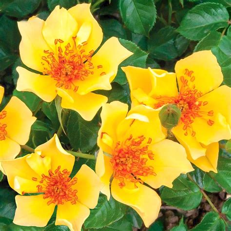 🥰🌹 Най добрите храстовидни рози Roz