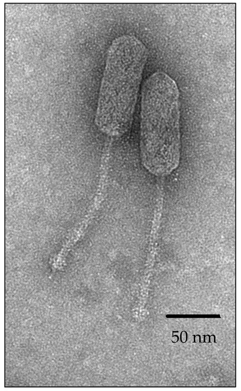 Characteristics Of The Enterococcus Phage Vb Efs Se And The Properties Of Its Chimeric