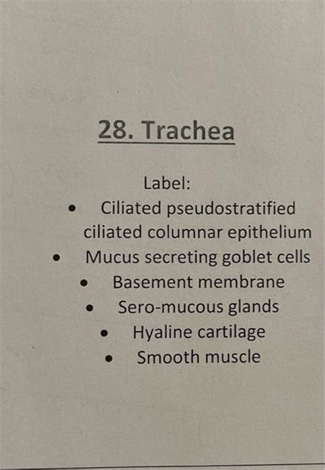Solved Label Ciliated Pseudostratified Ciliated Columnar