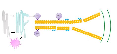 Schematic Image Showing The Severing Of The Actin Filaments By Gelsolin Download Scientific