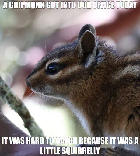 Funny Dramatic Chipmunk