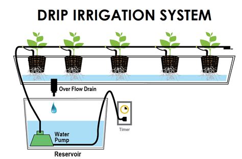 Step By Step How To Install A Drip Irrigation System Agriculture