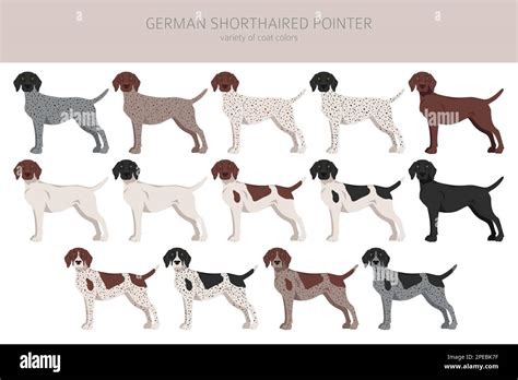German Shorthaired Pointer Clipart Different Poses Coat Colors Set