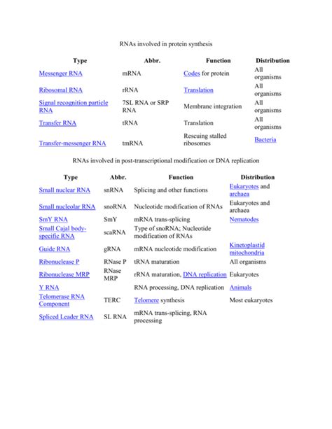Rna Types And Functions Protein Synthesis And Regulation