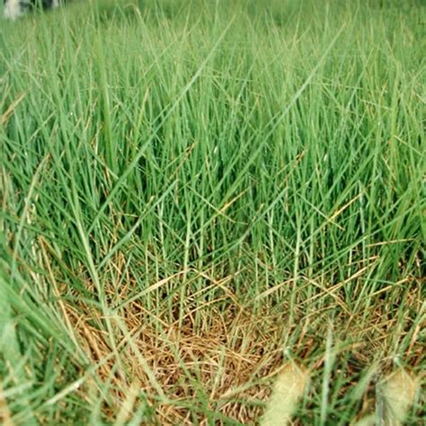 Syngenta Touchdown Herbicide 1 Ltr At ₹ 710 Litre Agriculture