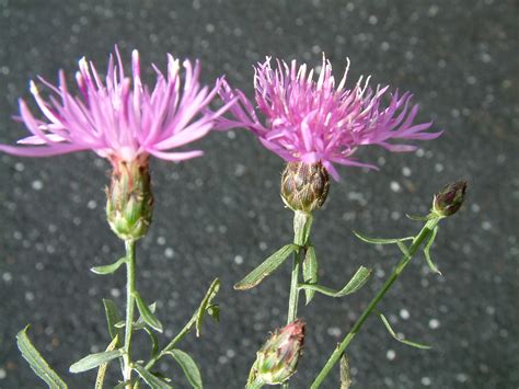 Centaurea Stoebe Subsp Australis Profile California Invasive Plant