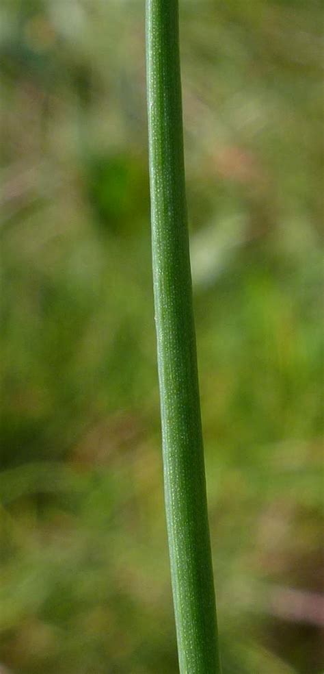 Arrow Grass Sea Sea Arrow Grass Wild Flower Finder