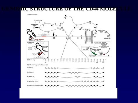 ppt involvement of cd44 “a molecule with thousand faces” in