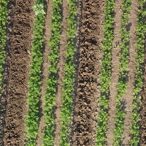 Carrot Black0 Object Detection Dataset By Weedspaper