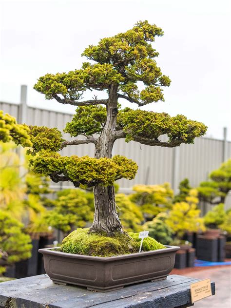 Your No Fuss Guide To Start Growing A Bonsai Tree Realestate Com Au