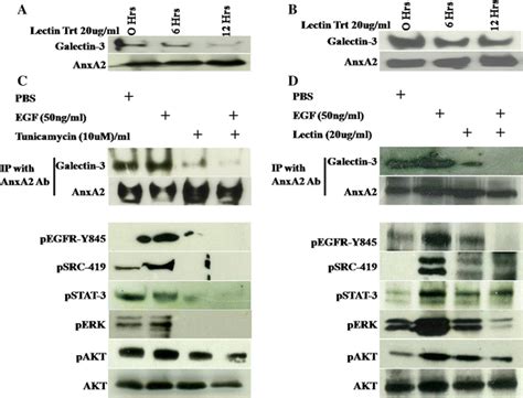 Role Of Anxa2 Galectin 3 Interaction In Modulating Egfr Signaling Download Scientific Diagram