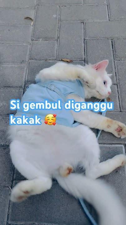 Si gembul ngadu sama Mom ️ #kucing #kucinglucu #meow #anabul #cat #catlover #cutecat #short # ...