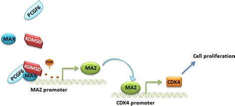 Proposed Model For Pcgf6mazcdk4 Regulation Of Prcc Progression Download Scientific Diagram
