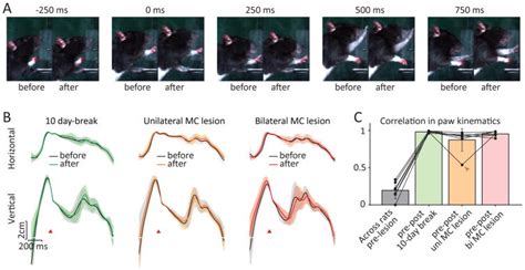 Motor Cortex Is Required For Learning But Not For Executing A Motor Skill Abstract Europe PMC
