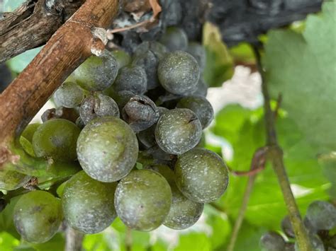 Powdery Mildew Protocols Cellar Tek Supplies