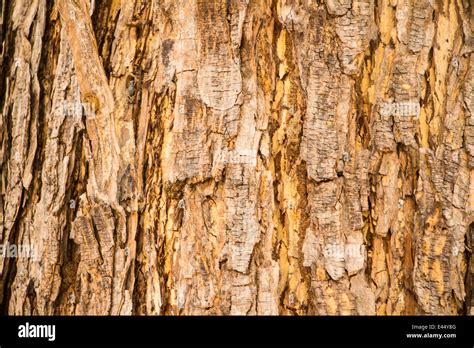 Tree Bark Texture Background Stock Photo Alamy