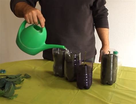 როგორ გავზარდოთ დაფნის ფოთოლი ფანჯრის რაფაზე