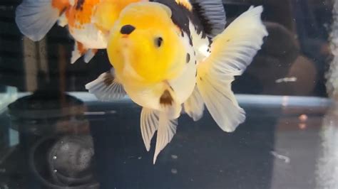 똥깡아지수족관 열대어 구피 베타 금붕어 새우 거북이 어항 수초 Band