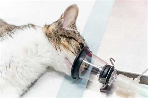 Premium Photo | Closeup of a cat on the operating table receiving anesthesia to put it to sleep ...
