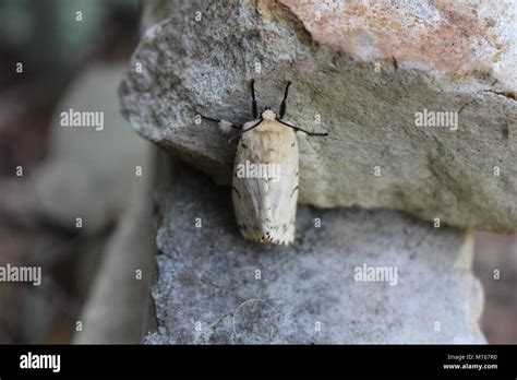 Gypsy Moth Lymantria Dispar Stock Photo Alamy