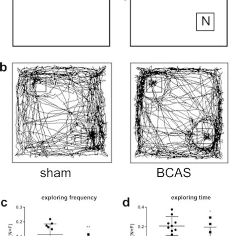 Bcas Led To Spatial Memory Impairment In Object Location Recognition
