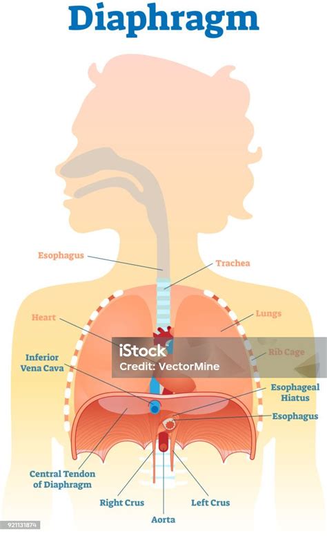 격 막 해부학 벡터 일러스트 레이 션 다이어그램 교육 의료 제도 횡격막에 대한 스톡 벡터 아트 및 기타 이미지 횡격막 해부학 인체 Istock