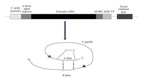 A Schematic Diagram Showing Construction Of Recombinant Download