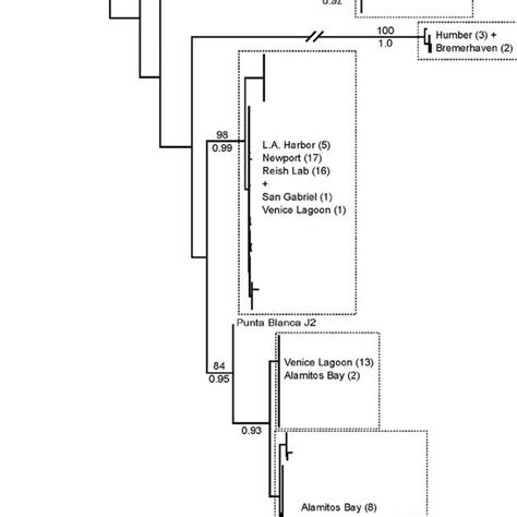 Maximum Likelihood Tree Resulting From Partitioned Analysis Of The “all