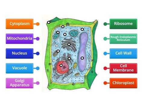 Plant Cell Label The Structures Diagrama Con Etiquetas