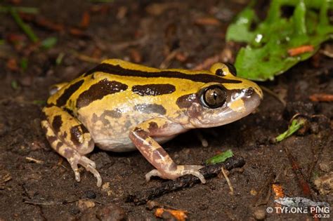 Kassina Senegalensis Bubbling Kassina Frog Amphibians Southern