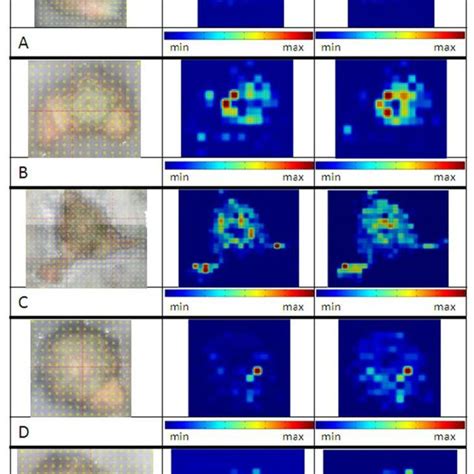 Series Of The Libs Intensity Maps Showing The Distribution Of Ca In