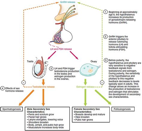 Sexual Development Across The Life Span Health Promotion