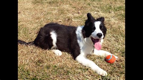 Border Collie Playing Fetch Youtube