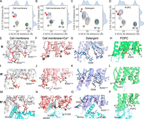 PIP2 And Intracellular Calcium Modulate The Receptor Flexibility And Download Scientific