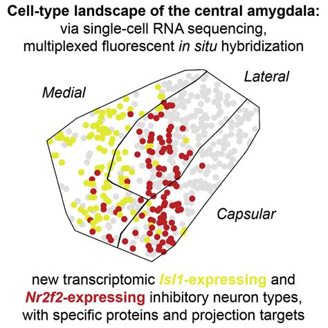 Neuronal Cell Types Projections And Spatial Organization Of The